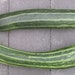 Cocozelle Zucchini, Vibrant, Fragrant Blooms, Striped Flavorful Fruit ...