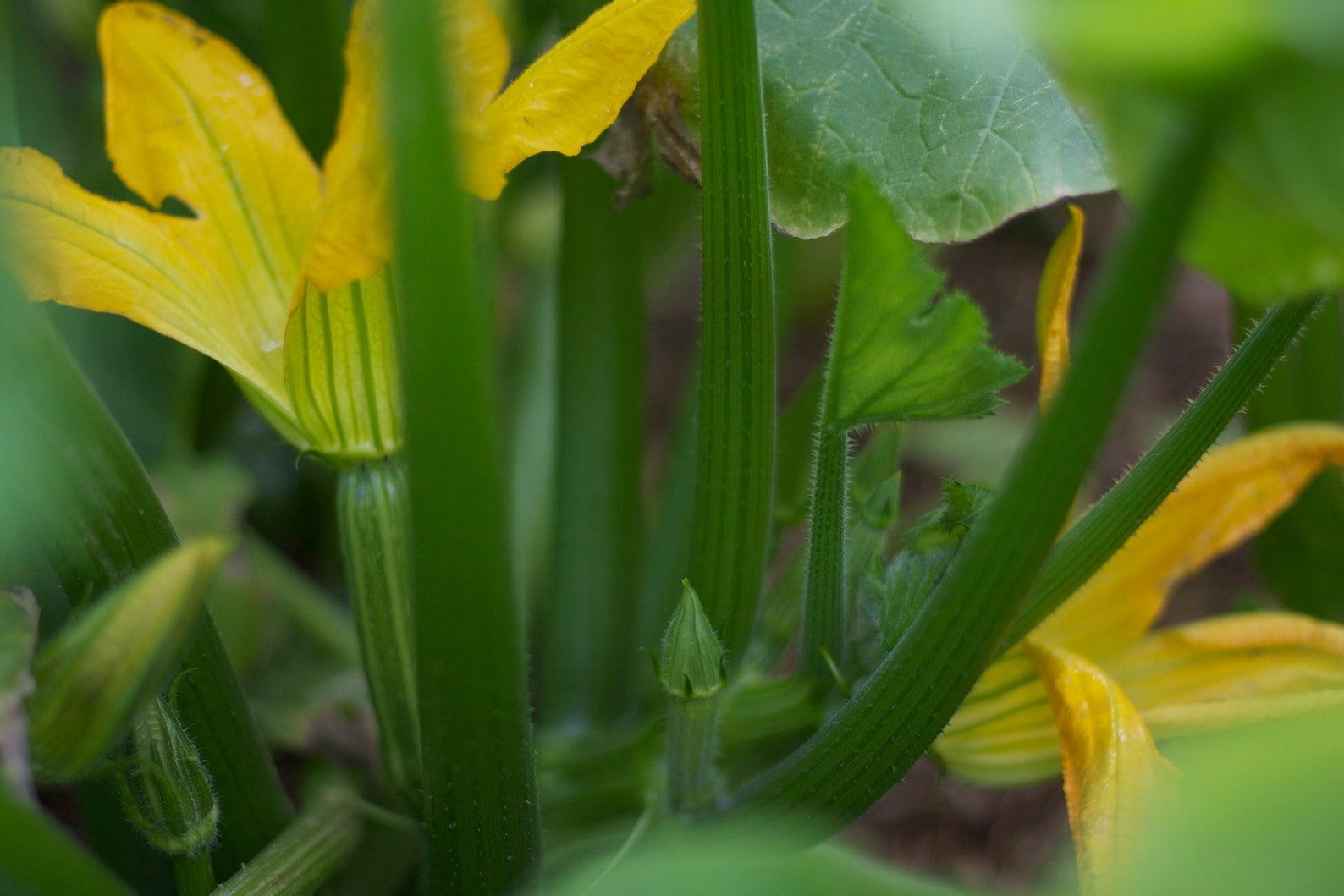 Cocozelle Zucchini, Vibrant, Fragrant Blooms, Striped Flavorful Fruit ...