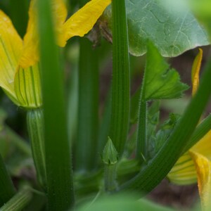 Cocozelle Zucchini, Vibrant, Fragrant Blooms, Striped Flavorful Fruit ...