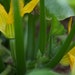 Cocozelle Zucchini, Vibrant, Fragrant Blooms, Striped Flavorful Fruit ...