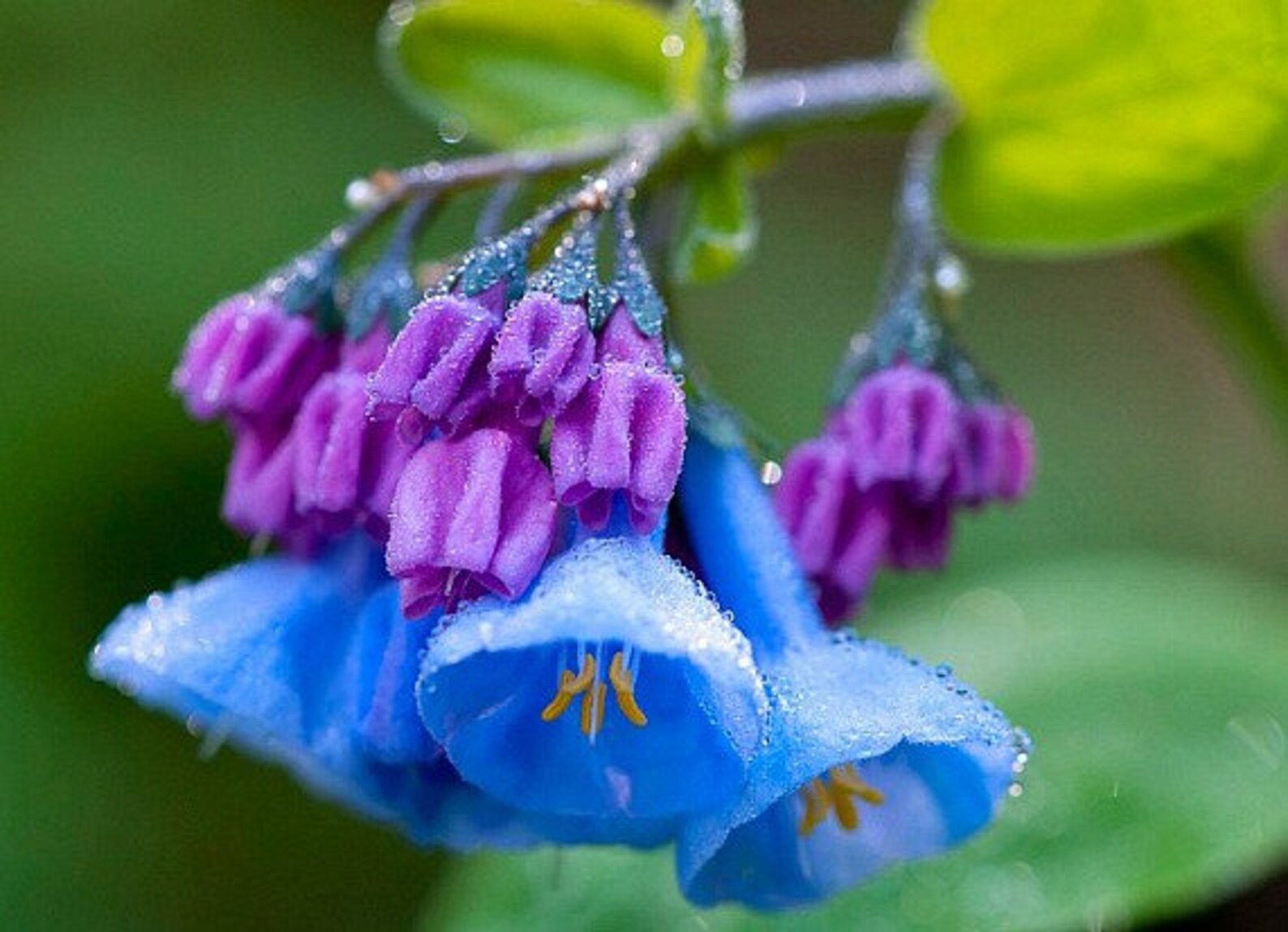 Virginia Bluebells, 10 Seeds, Mertensia Virginica, Woodsy Wildflower ...