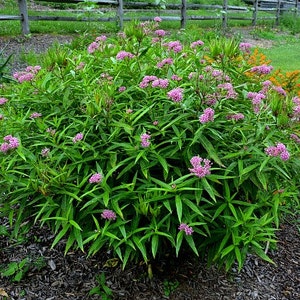 Asclepias Incarnata, Swamp Milkweed, 25 Seeds, Pink Butterfly Weed ...