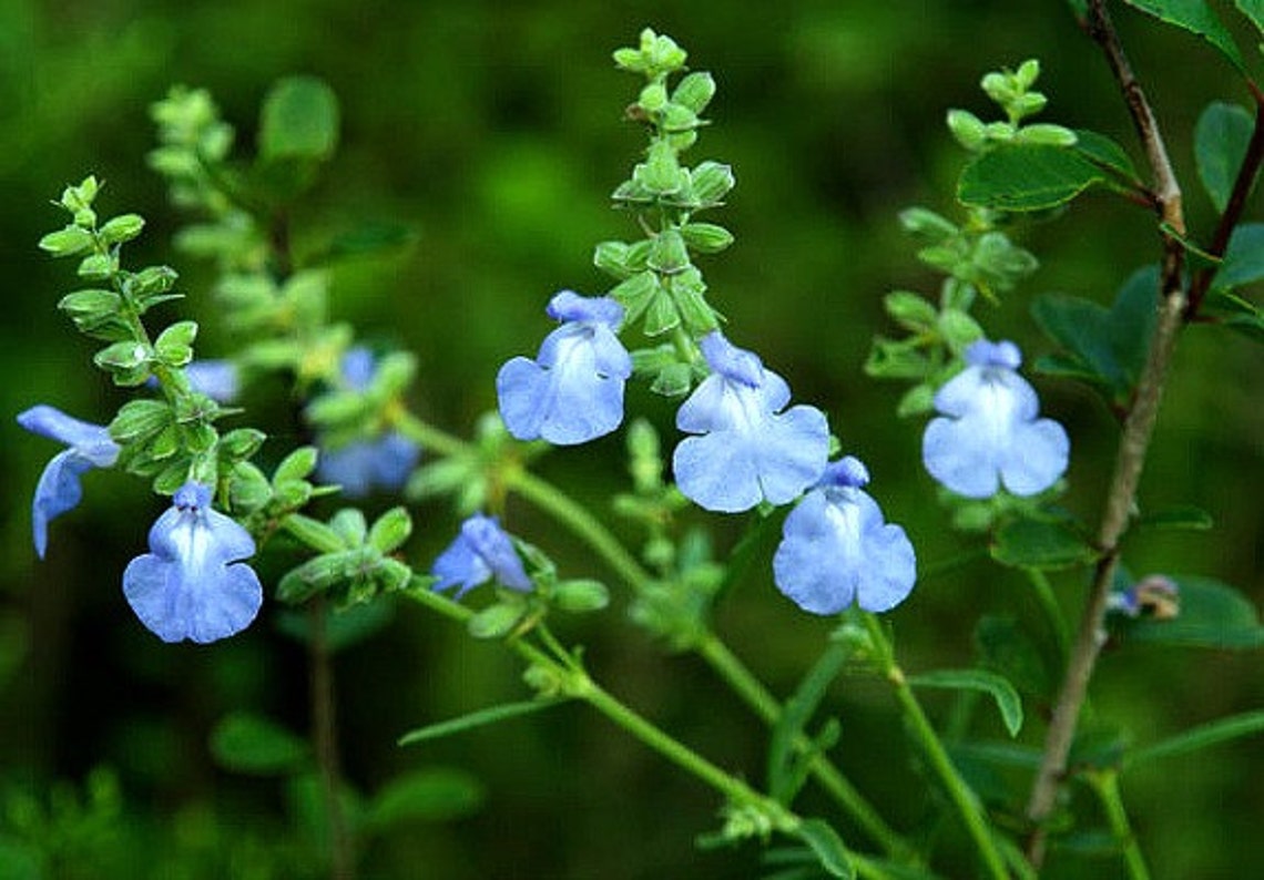 Blue Prairie Sage, Salvia Azurea, 10 Seeds, Fluffy Blooms, Sweet ...