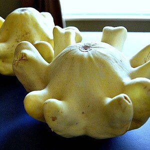 Spaceship Squash, Yugoslavian Finger Fruit, Rare Heirloom Seeds, Non ...