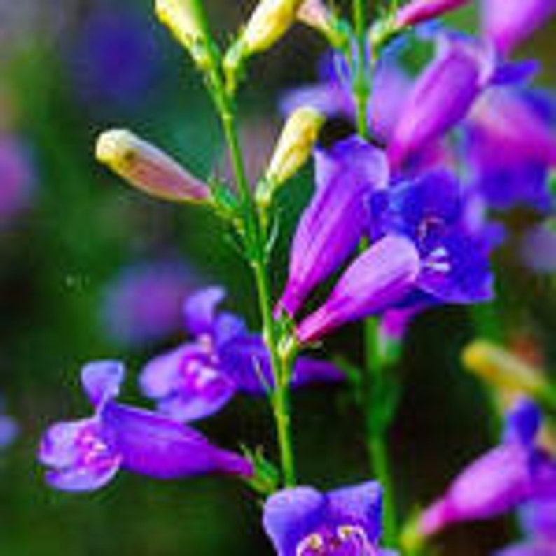 Rocky Mountain Penstemon Strictus 200 Seeds Vibrant Blue - Etsy