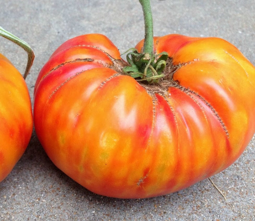 Pineapple Tomato, Gorgeous Heirloom, 10 Seeds, Yellow Beefsteak, Huge ...