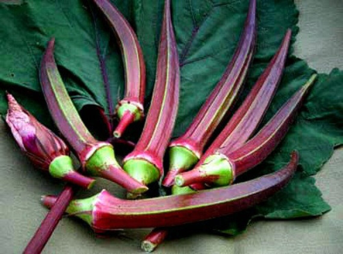 Red Velvet Okra Colorful Heirloom 20 Seeds Gorgeous Plant - Etsy