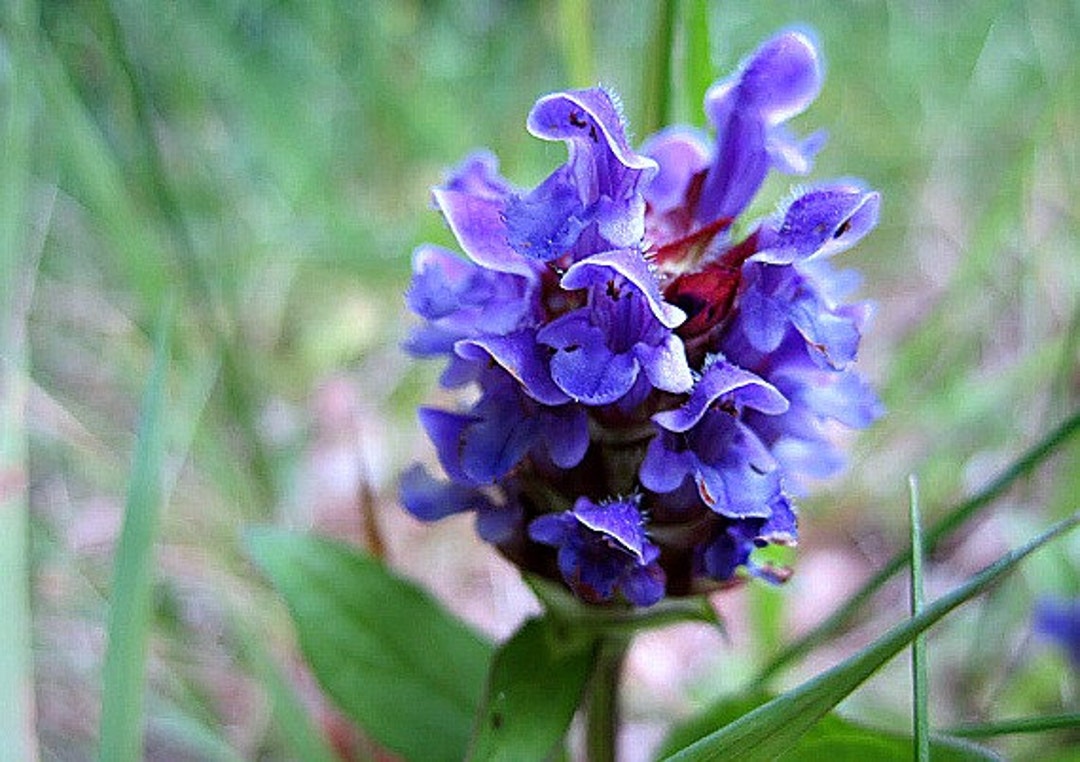 Prunella Self Heal Seeds: Purple Blooms, Easy Ground Cover (100 Seeds ...