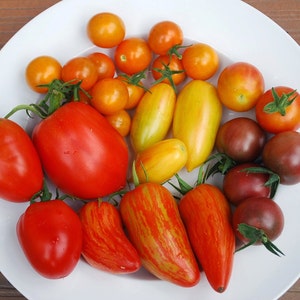 Striped Roman, Heirloom Tomato, 10 Seeds, Sweet Flavor, Great for Sauce ...