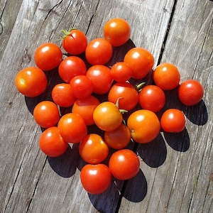 Tiny Tim Miniature Heirloom Tomato, 15 Seeds, Teeny Fruit, Patio Plant ...