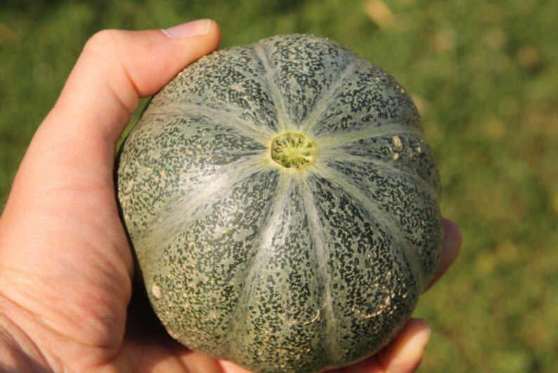 Tiny French Melon, Petit Gris De Rennes, 10 Heirloom Seeds, Cool ...