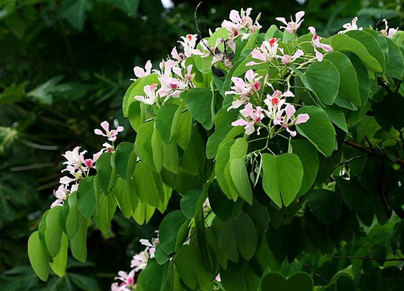 Bauhinia Monandra, Pink Orchid Tree 5 Seeds, Dwarf Tree, Showy Pink ...