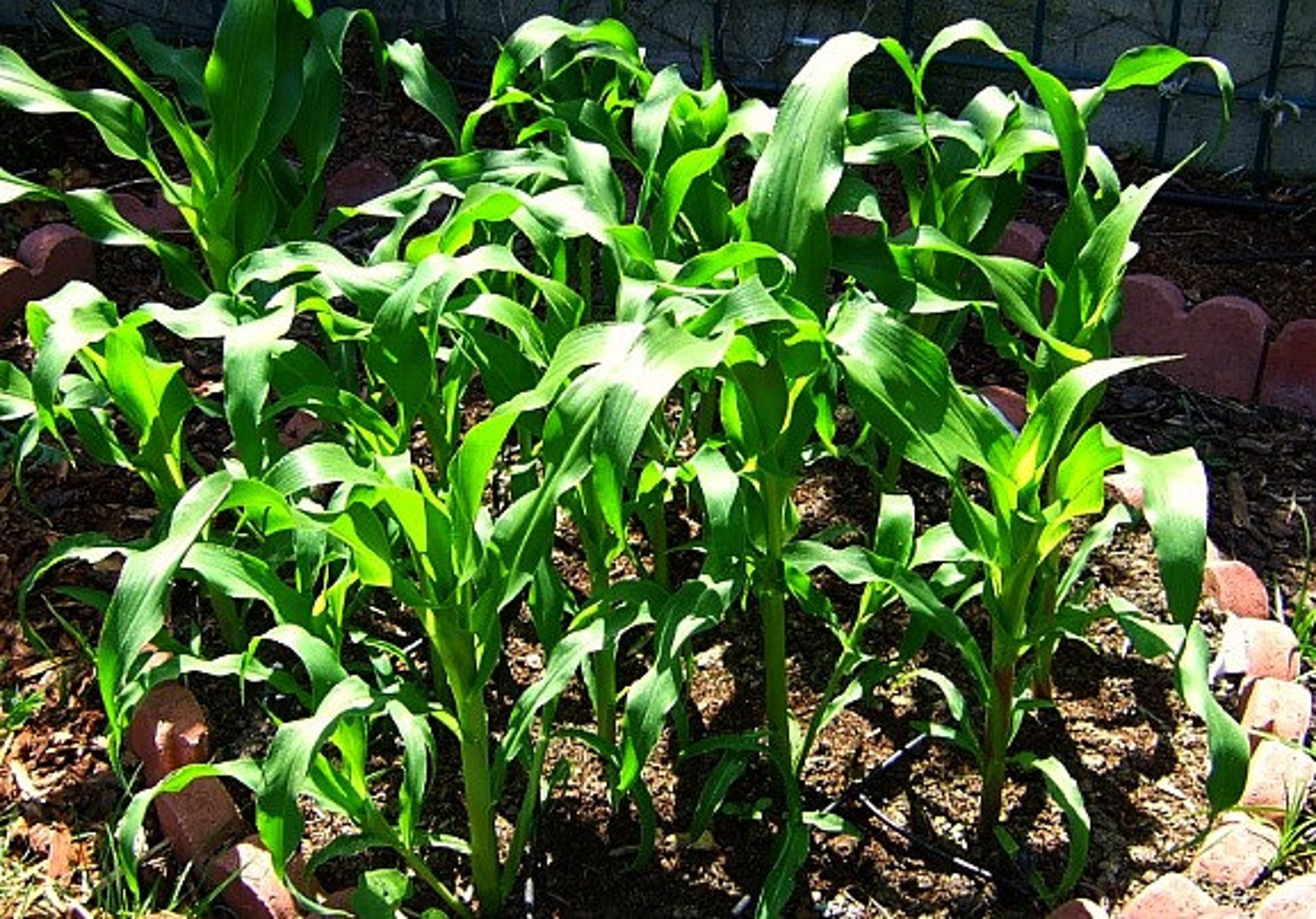 Baby Blue Jade Corn 20 Rare Seeds Non GMO Dwarf Heirloom - Etsy Australia