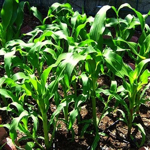Baby Blue Jade Corn, 20 Rare Seeds, Non GMO, Dwarf Heirloom, Miniature ...