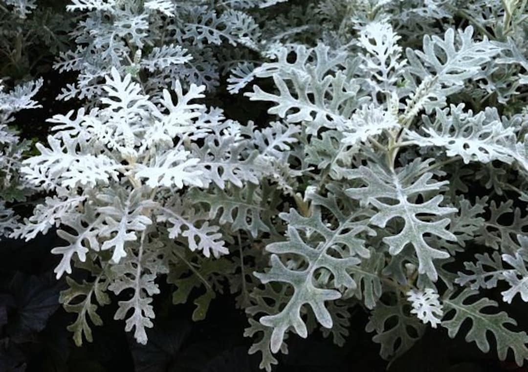 Dusty Miller, 50 bulk seeds, silver ground cover, Senecio cineraria ...