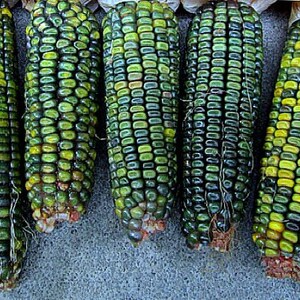 Oaxacan Green Dent Corn, 25 Bulk Seeds, Gorgeous Heirloom From Mexico ...