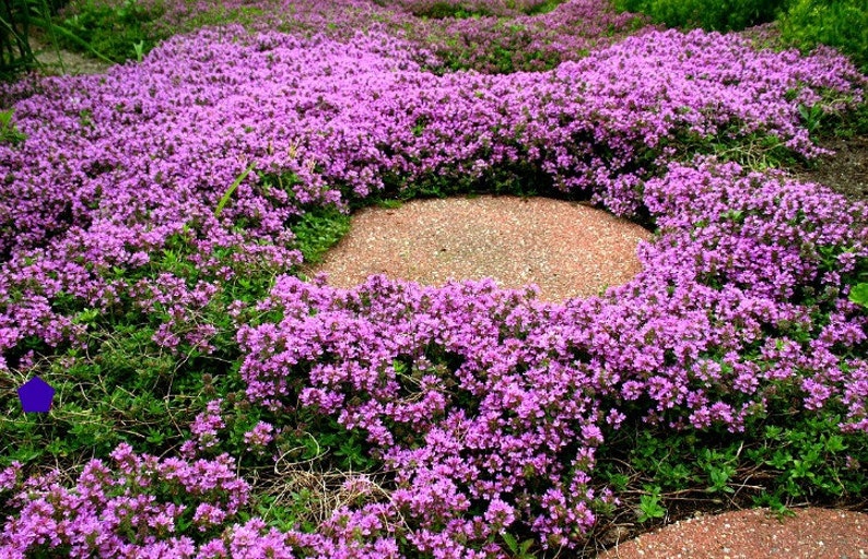 Creeping Thyme Ground Cover 1000 Seeds Fragrant Herb Pink - Etsy Creeping Thyme Ground Cover 1000 Seeds Fragrant Herb Pink - Etsy