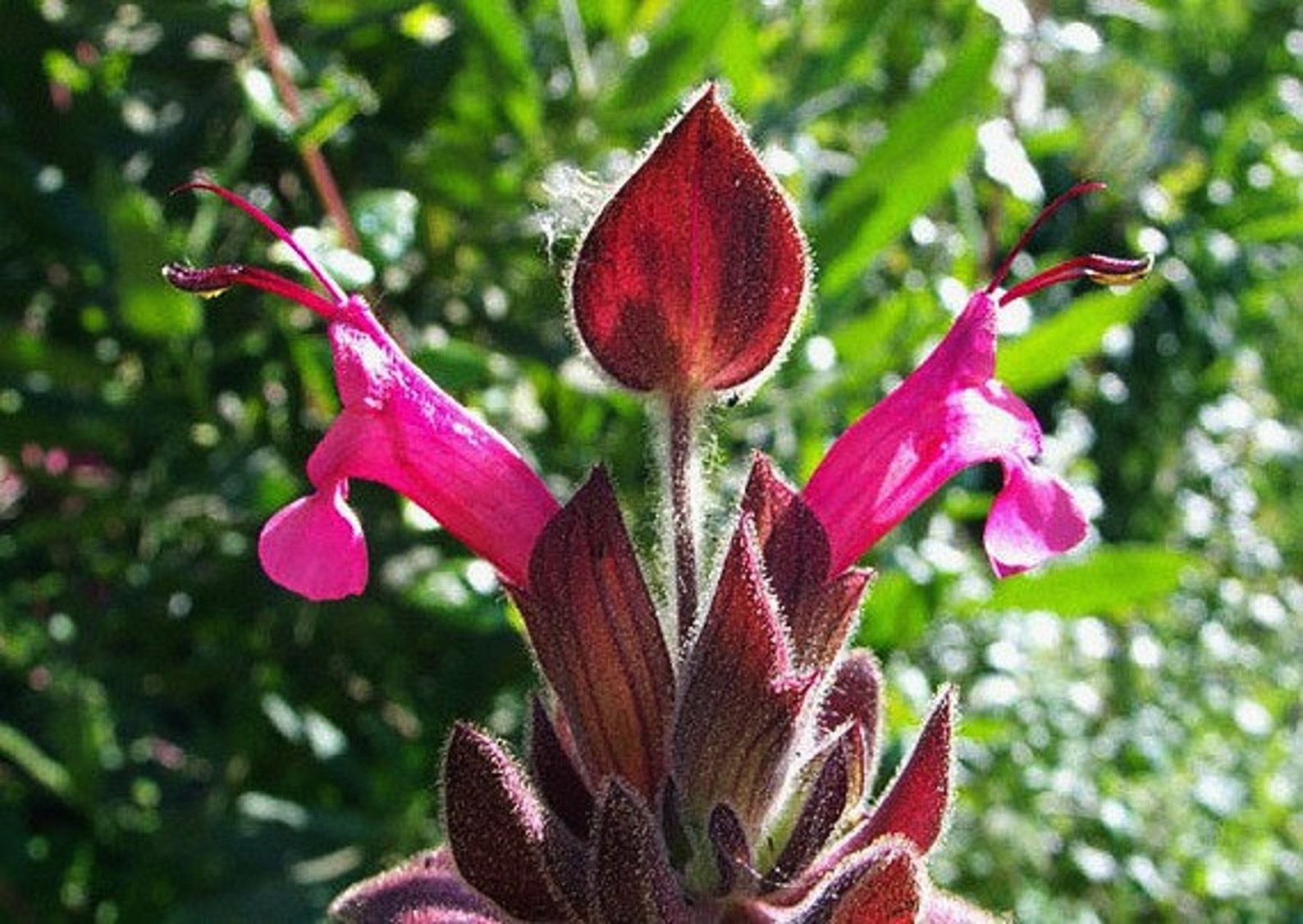 Hummingbird Sage Salvia Spathacea Rare Seeds Showy Winter - Etsy