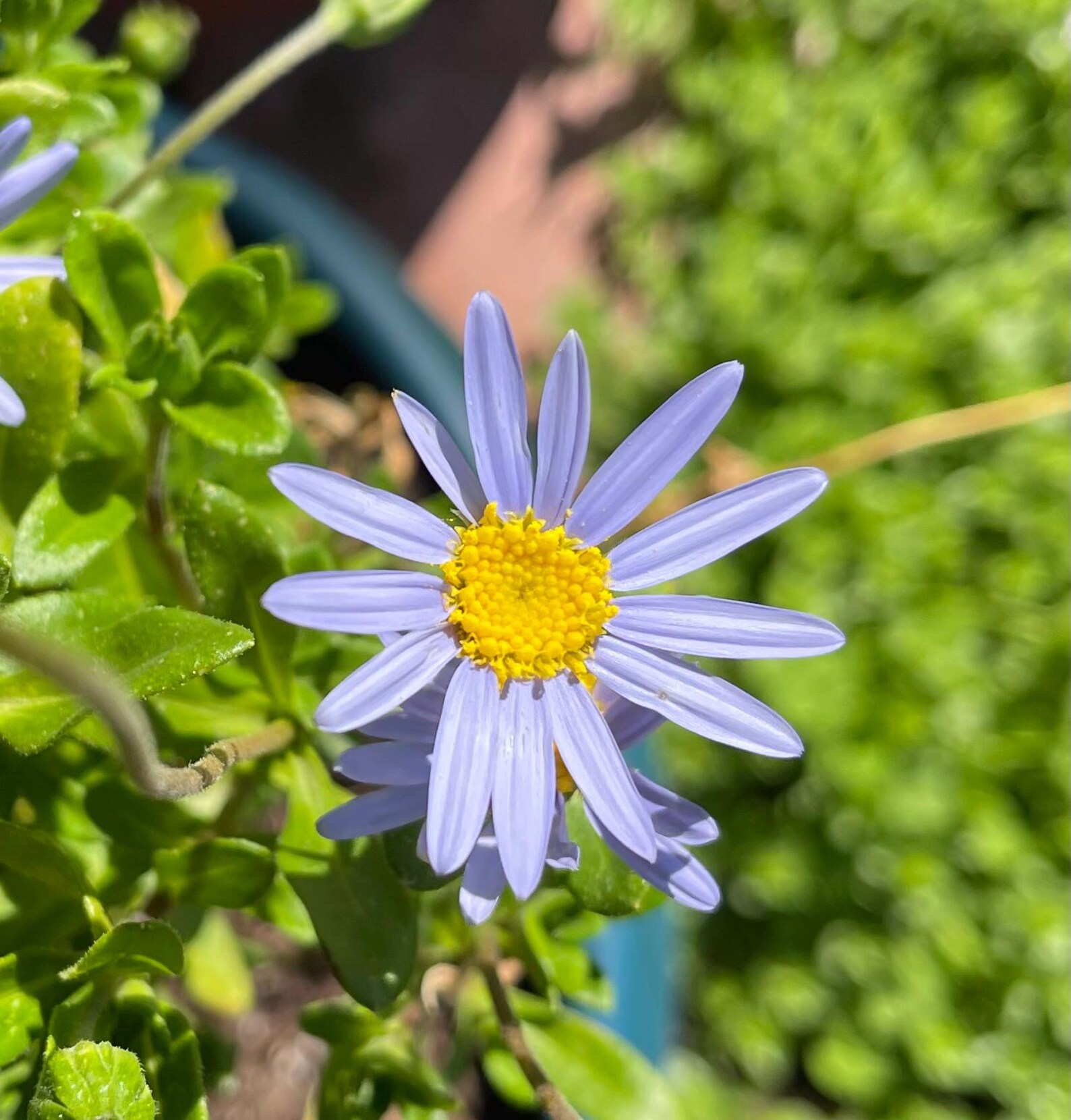 Blue Marguerite, Felicia Amelloides, 15 Seeds, Full Sun, Sturdy ...