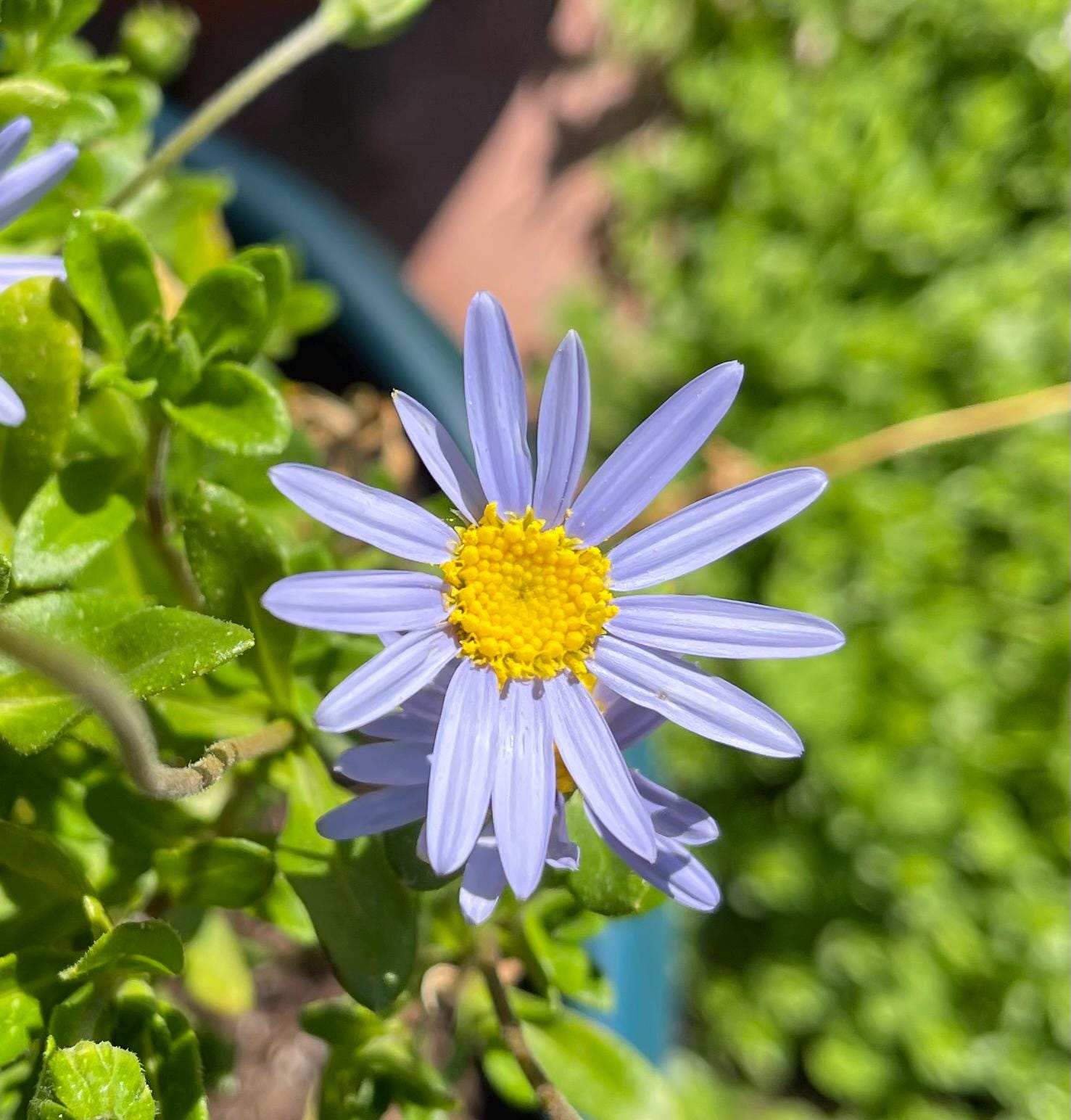 Blue Marguerite, Felicia Amelloides, 15 Seeds, Full Sun, Sturdy ...