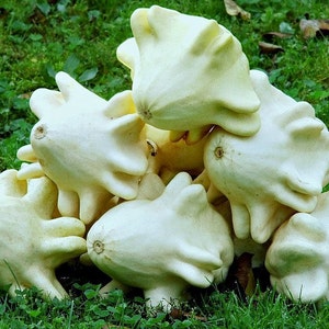 Spaceship Squash, Yugoslavian Finger Fruit, Rare Heirloom Seeds, Non ...