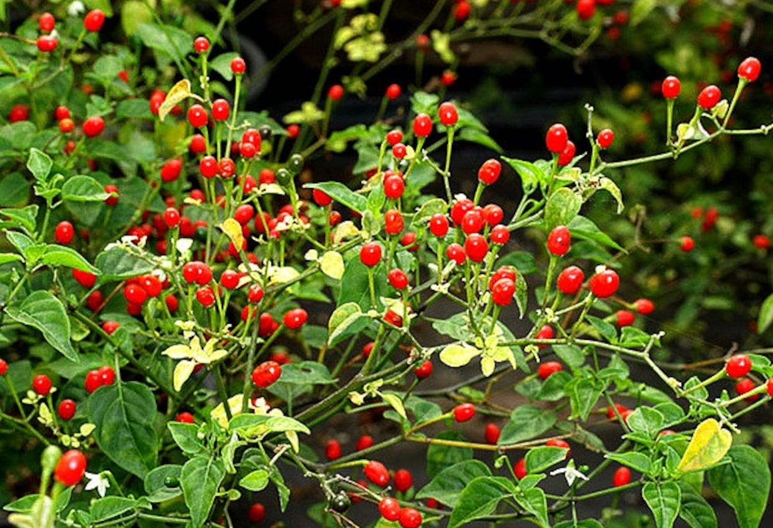 Pequin Pepper Bird Pepper Tiny Wild Heirlooom 10 Seeds Pea - Etsy