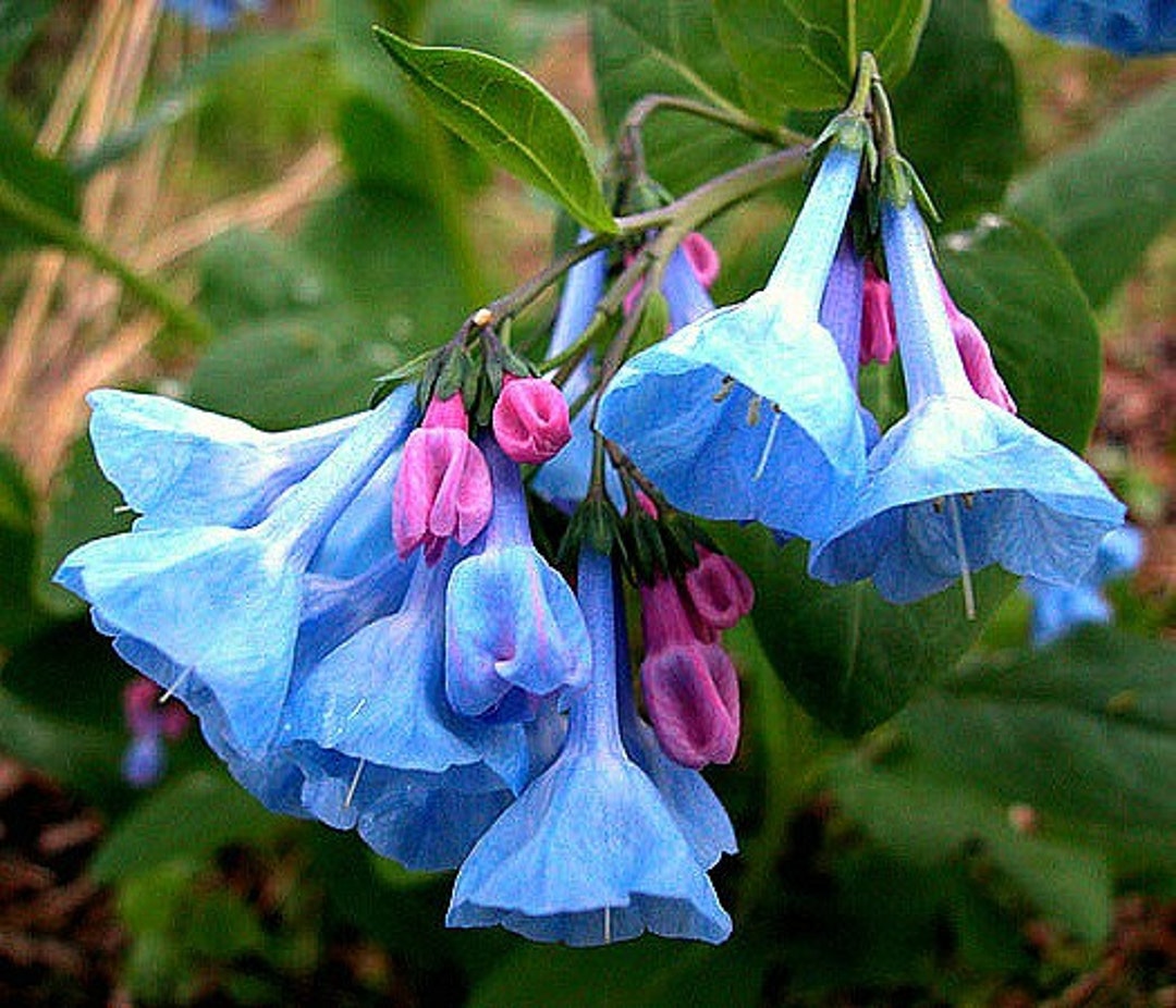 Virginia Bluebells, 10 Seeds, Mertensia Virginica, Woodsy Wildflower ...