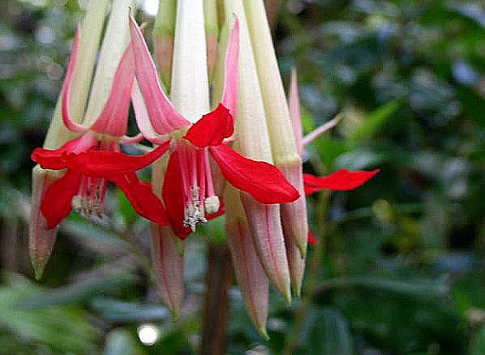 Fuchsia Boliviana Alba, White Bolivian Fuchsia, 10 Rare Seeds, Shrubby ...