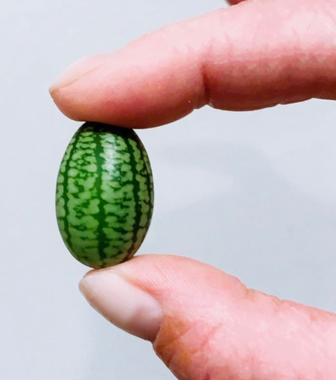 Mouse Melon, 15 Seeds, Cucamelon, Teeny Crunchy Fruit, Tasty Heirloom ...