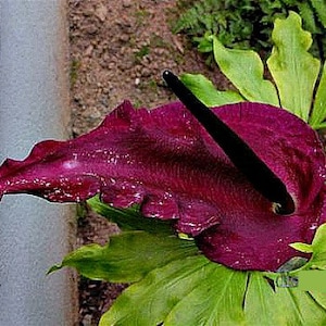 Voodoo Lily, Dracunculus, 5 Seeds, Enormous Blooms, Eats Flies, Showy ...