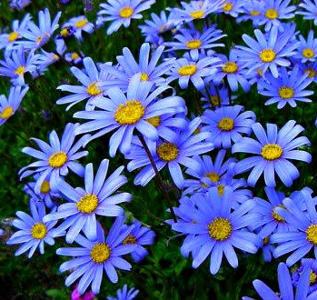 Blue Marguerite, Felicia Amelloides, 15 Seeds, Full Sun, Sturdy ...