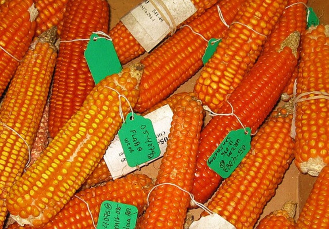 Strubbe's Orange Corn, 20 Seeds, Vibrant, Non GMO Heirloom, Great for ...