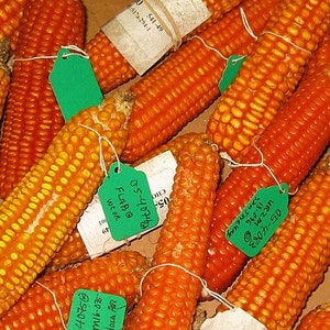 Strubbe's Orange Corn, 20 Seeds, Vibrant, Non GMO Heirloom, Great for ...