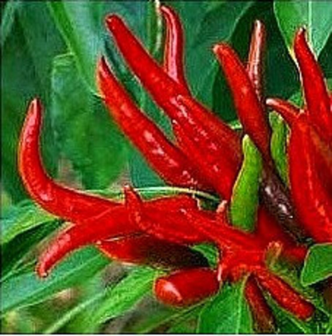 Takanotsume Pepper Hawks Claw 10 Seeds Japanese Heirloom - Etsy