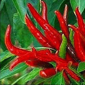 Takanotsume Pepper, Hawks Claw, 10 Seeds, Japanese Heirloom Chili ...