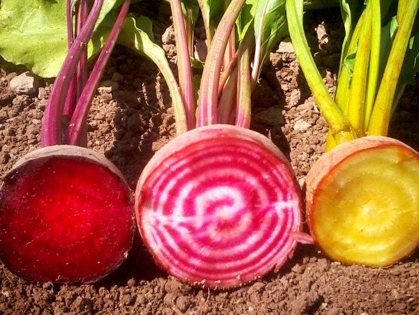 Rainbow Beet Collection Five Fancy Heirlooms 300 Mixed - Etsy