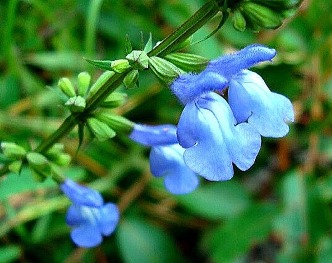 Snow Nymph, Salvia Coccinea, 10 Seeds, Frilly Blooms, Great Cut Flower ...