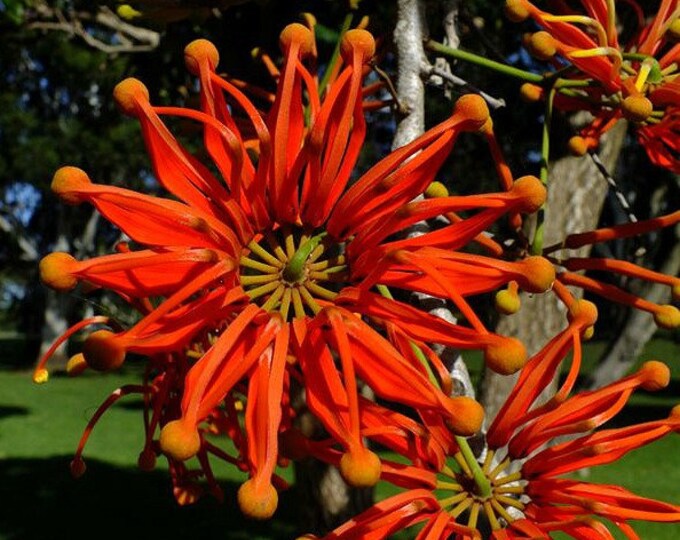 Firewheel Tree, Stenocarpus Sinuatus, 10 Seeds, Orange Pinwheel Flowers ...