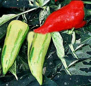 Fish Pepper 10 Seeds Scorching Hot Heirloom Great With - Etsy