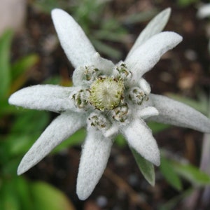 Edelweiss, Leontopodium Alpinum, Hardy in Zones 4-7, Perennial. Thrives ...