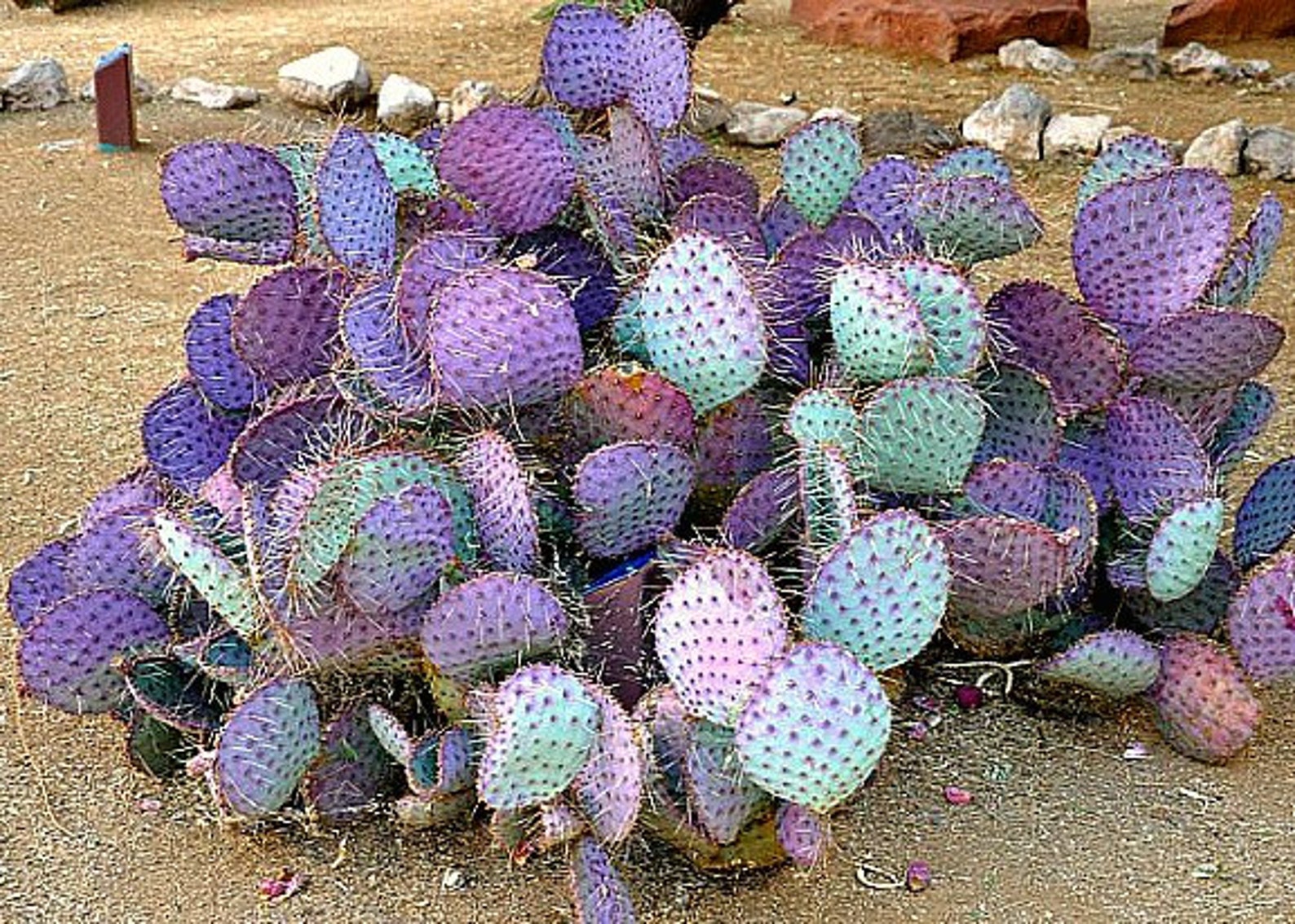 Opuntia Santa Rita Cactus, 10 Seeds, Purple Pads, Yellow Flowers ...