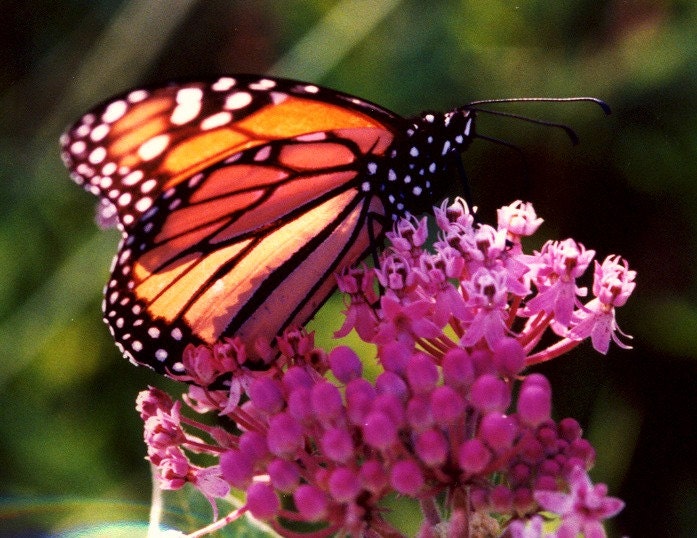 Asclepias Incarnata, Swamp Milkweed, 25 Seeds, Pink Butterfly Weed ...