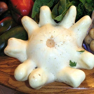 Spaceship Squash, Yugoslavian Finger Fruit, Rare Heirloom Seeds, Non ...