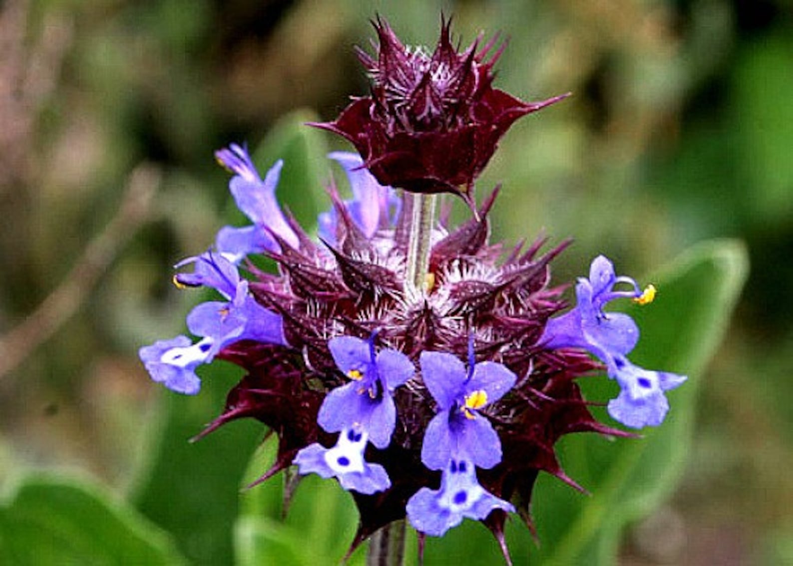 Black Sage Salvia mellifera fragrant shrub 10 seeds easy | Etsy