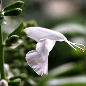 Snow Nymph, Salvia Coccinea, 10 Seeds, Frilly Blooms, Great Cut Flower ...