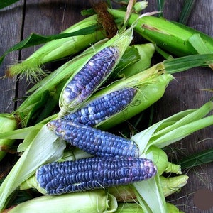 Baby Blue Jade Corn, 20 Rare Seeds, Non GMO, Dwarf Heirloom, Miniature ...