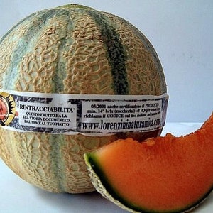 Tuscany Melon, Italian Heirloom, 10 Seeds, Sweet Fragrant Cantaloupe ...