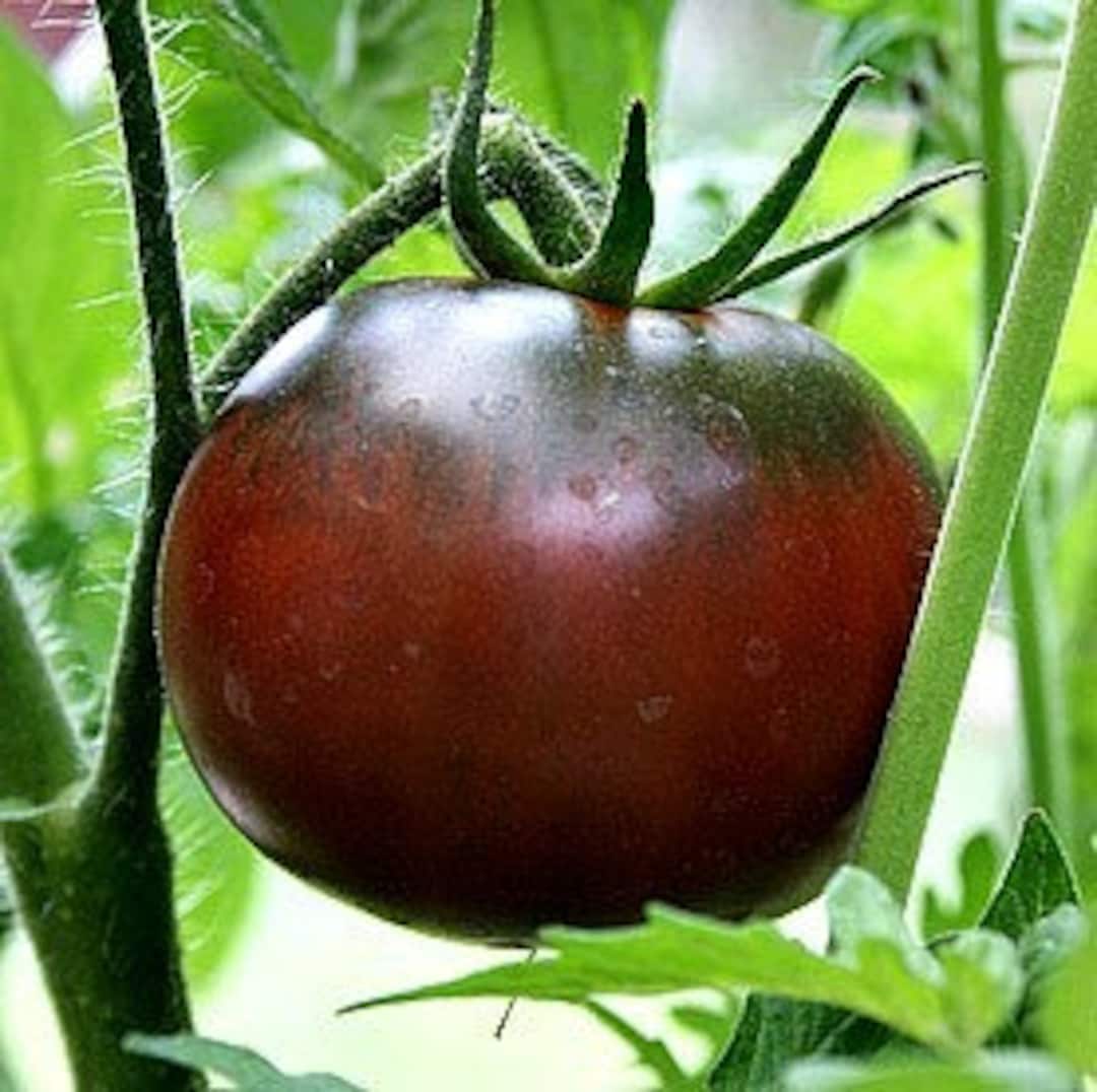 Paul Robeson Tomato, 10 Seeds SALE, Russian Heirloom, Robust Flavor ...