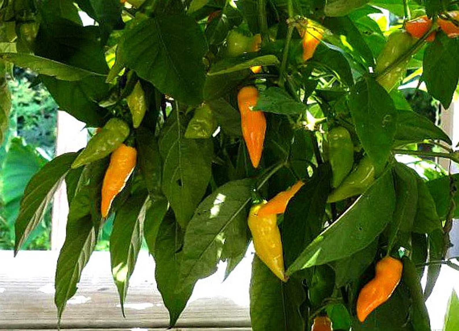 Datil Pepper World's Hottest Chile Fruity Flavor 10 - Etsy