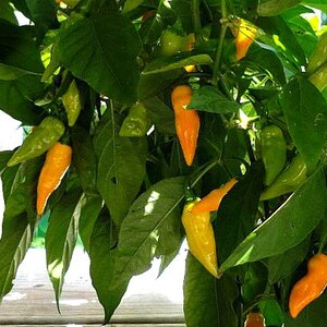 Datil Pepper, World's Hottest Chile, Fruity Flavor, 10 Rare Seeds, Old ...